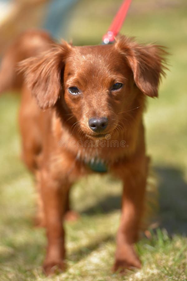 Small Ginger Dog of the Nevskaya Orchid Breed Stock Photo - Image of ...
