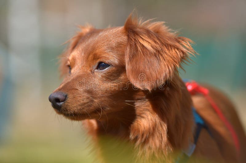 Small Ginger Dog of the Nevskaya Orchid Breed Stock Image - Image of ...