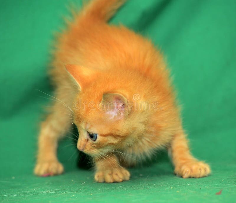 294 Ginger Cat Small Boy Stock Photos - Free & Royalty-Free Stock ...