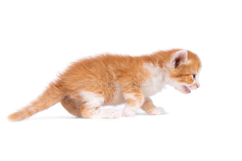 Orange Cat Walking Forward White Stock Photos - Free & Royalty-Free ...