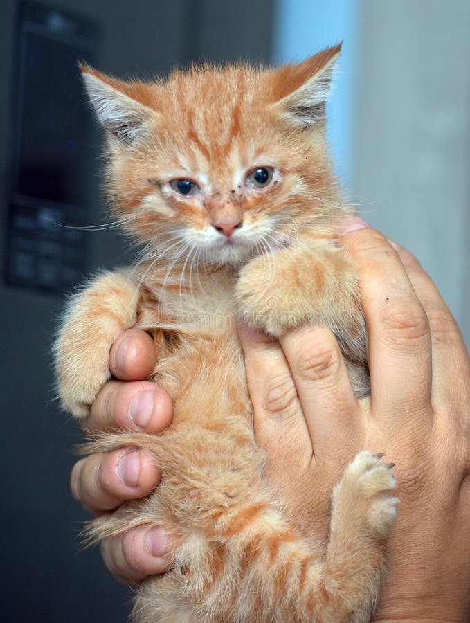 Small Ginger Dog of the Nevskaya Orchid Breed Stock Image - Image of ...