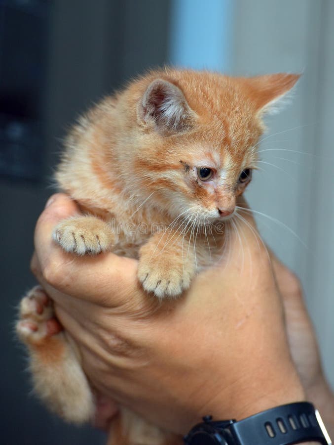 Small Ginger Dog of the Nevskaya Orchid Breed Stock Image - Image of ...