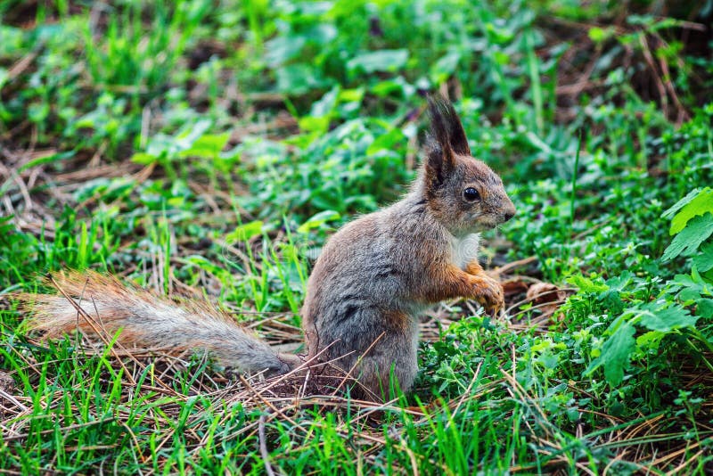 Small Ginger Squirrel in Park. Stock Image - Image of eating, beauty ...