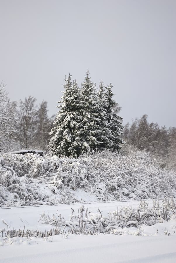 On Small Glade Fur-trees Grow Stock Image - Image of evergreen, branch ...