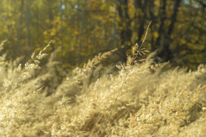 A Small Glade with Tall Grass in the Forest, Surrounded by Trees. Stock ...