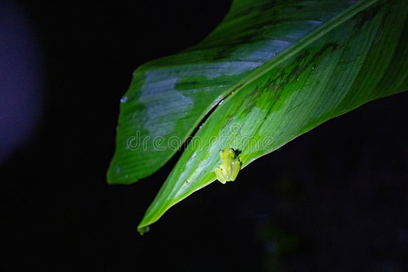 Small Glass Frog is Sitting in a Rain Forest in Costa Rica Stock Photo ...
