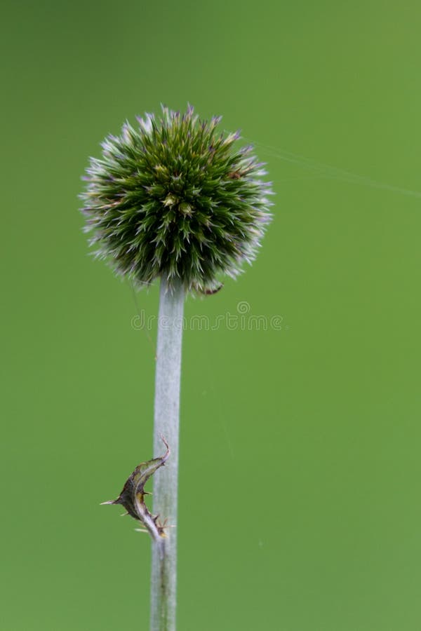 Small globe Thistle stock image. Image of beautiful - 167443365