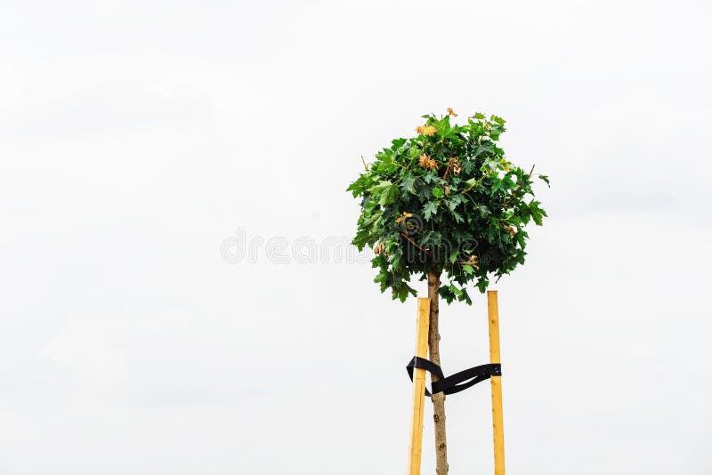 A Small Globular Maple Tree Reinforced with Timber for Sustainable ...