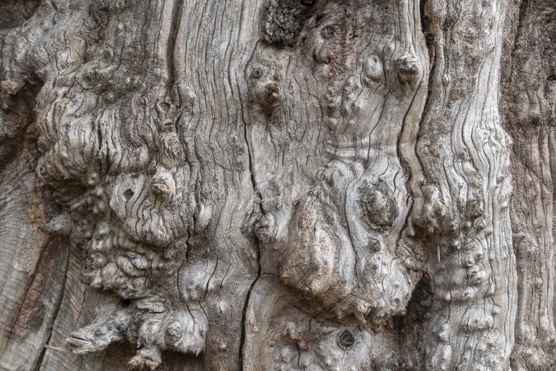 Old Gray Tree Trunk with Burls Stock Image - Image of cracked, close ...