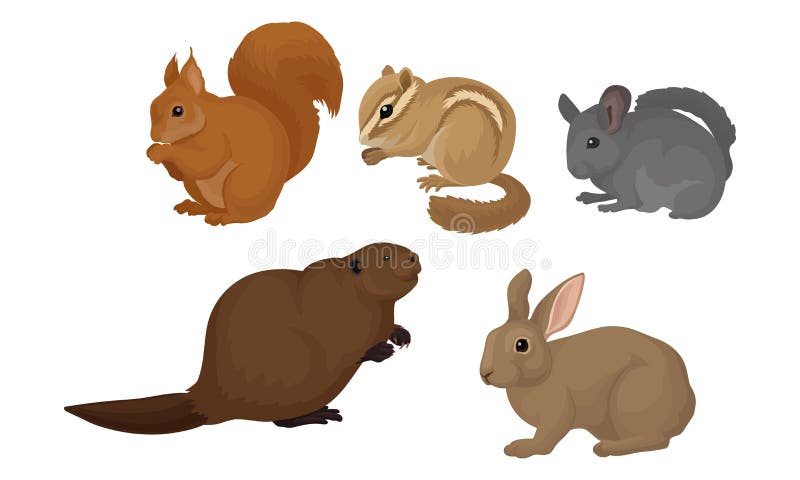 Small Gnawing Animals Vector Set Isolated on White Background Stock ...