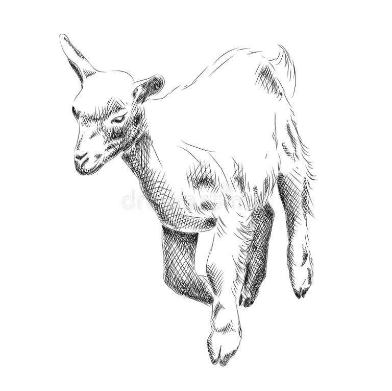 Little Goat Sketch Stock Illustrations – 400 Little Goat Sketch Stock ...