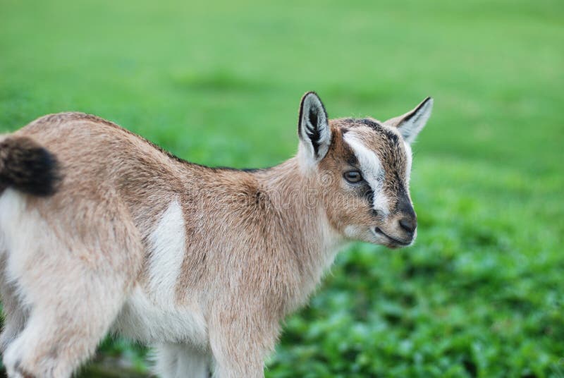 Small Goat Picture. Image: 9763262