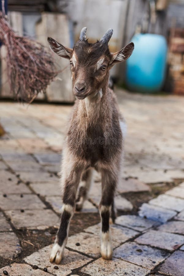 Small goat on the farm. stock image. Image of looking - 147528387