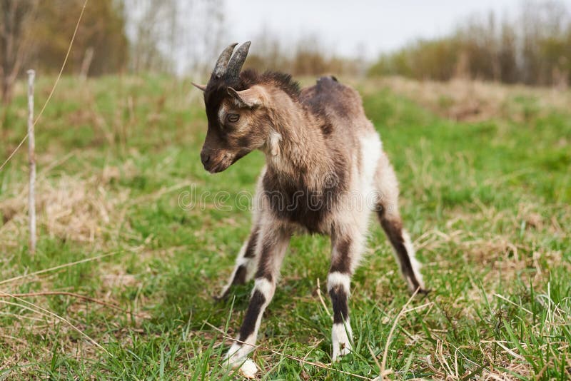 Small goat on the farm. stock image. Image of looking - 147530827