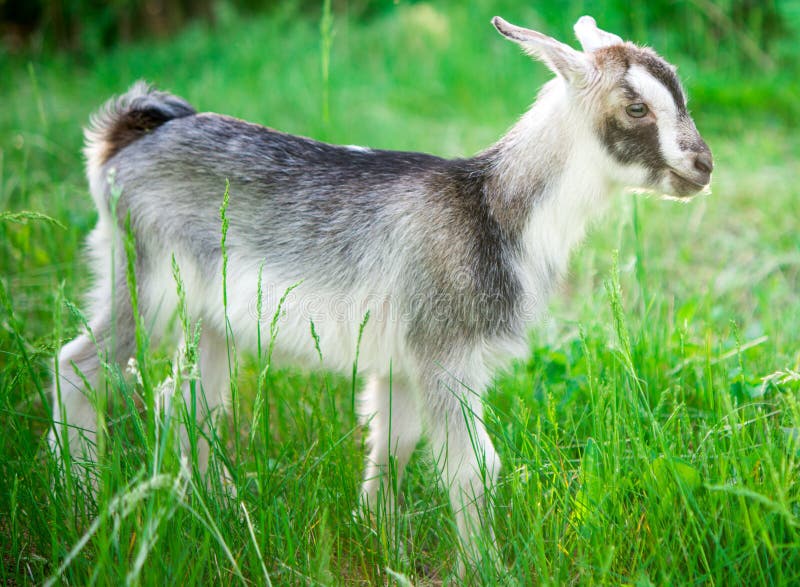 Small goat grazing stock photo. Image of farms, humorous - 32714938