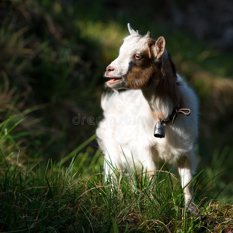 Small goat grazing stock photo. Image of nature, mammal - 52786204