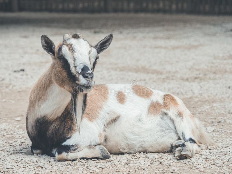 Goat Sitting in the Green Lawn during Daytime Stock Image - Image of ...