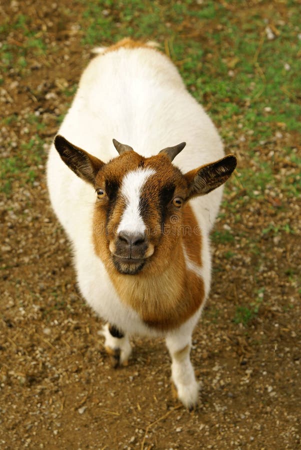 Small goat portrait stock photo. Image of farming, portrait - 31967708