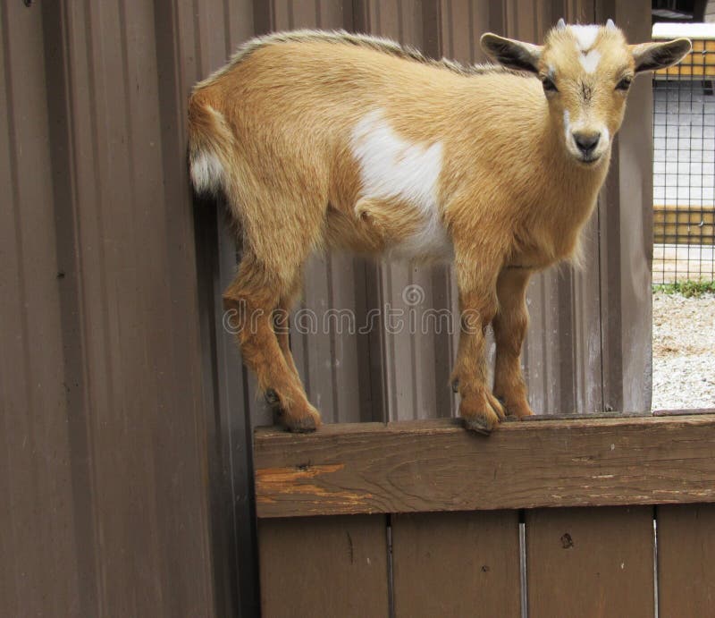 Small goat stock image. Image of sheep, goats, wildlife - 255624867