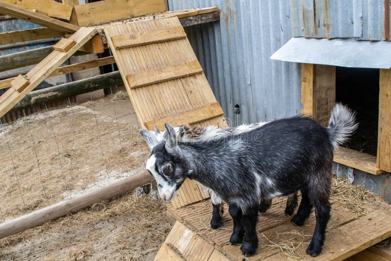 Goat Climbing Structures