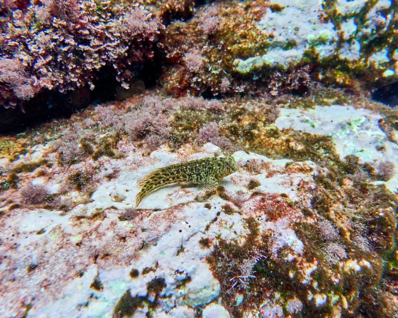 Small goby fish closeup stock image. Image of scene, nature - 89057681