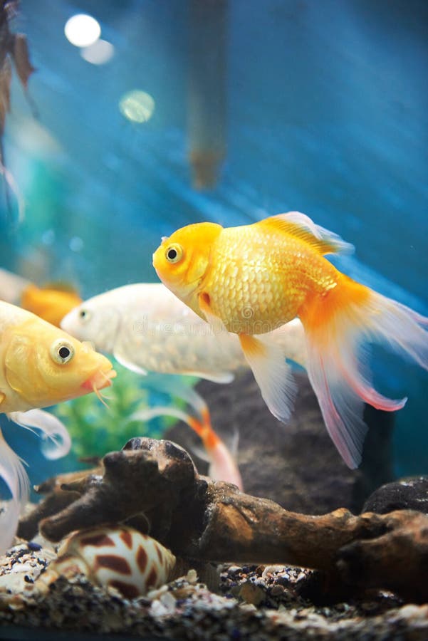 Gold Fish Swim in Blue Water Stock Image - Image of blue, reef: 121756807