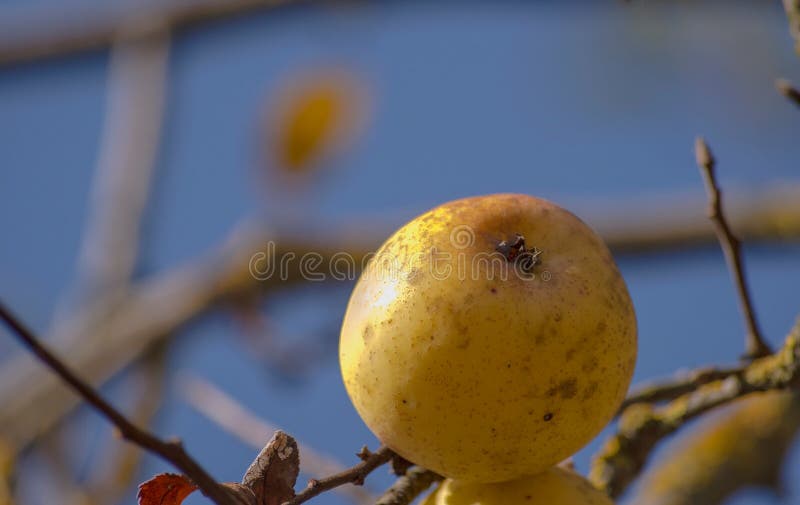 A Small Golden Apple - the Fruit of a Quite "wild" Apple Tree. Stock ...