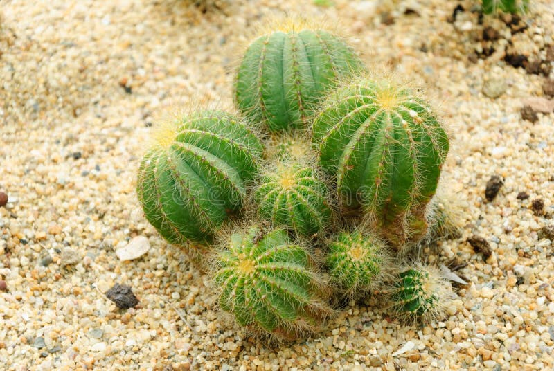 Small Golden ball cactus stock photo. Image of botany - 59344620
