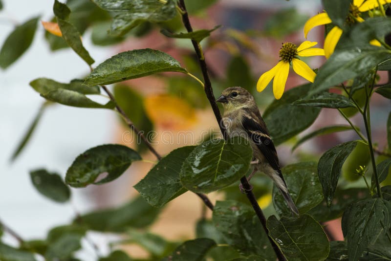 Small Golden Bird in a Light Rain Stock Photo - Image of environment ...