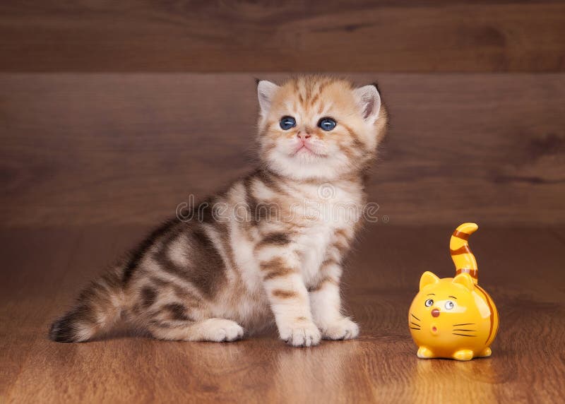 Small Golden British Kitten Stock Image - Image of black, golden: 26803907