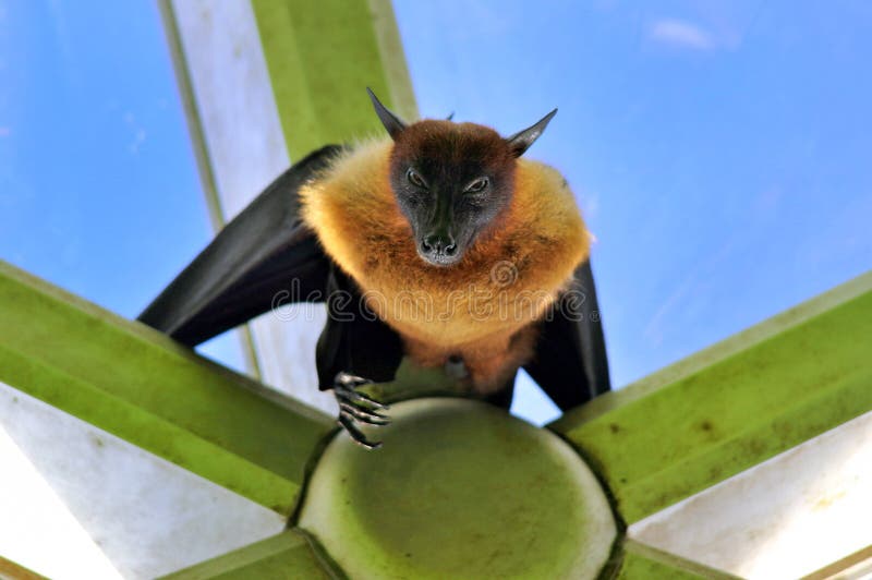 Small Golden-crowned Flying Fox on a Propeller Stock Photo - Image of ...