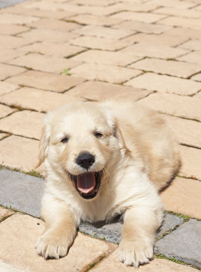 Small Golden Retriever Puppy Picture. Image: 6833862