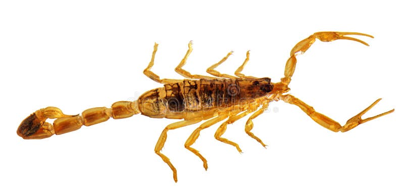Small Golden Scorpion Side View Stock Image - Image of detail, animal ...