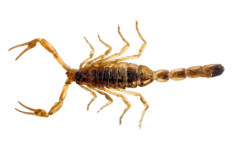 Small Golden Scorpion Top View Stock Photo - Image of organism, animal ...