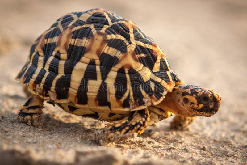 Small golden turtle on. stock photo. Image of black, cute - 99244466