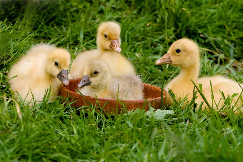 Small goose stock photo. Image of green, farm, goose, spring - 8461234