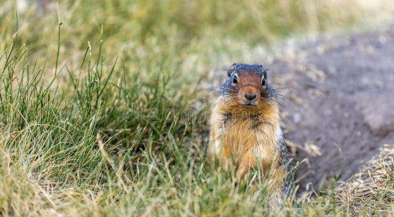 Gopher standing on a mound stock photo. Image of animal - 124644556