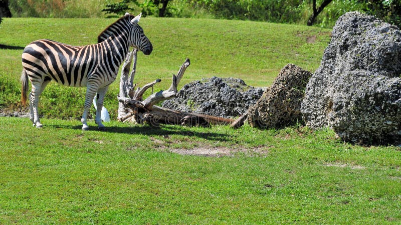 Small Grant s Zebra stock image. Image of mammal, smallest - 21604773
