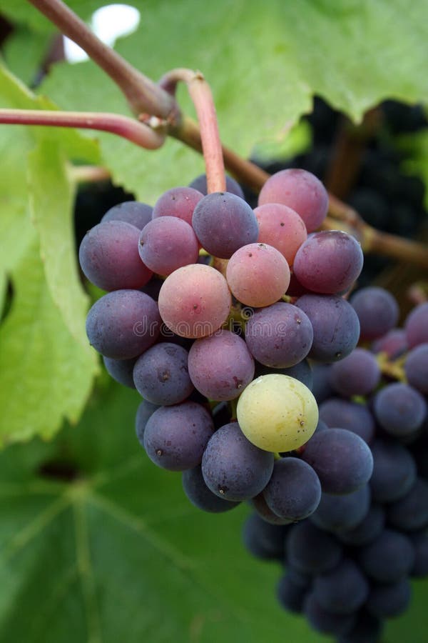 16+ Small grape cluster Free Stock Photos - StockFreeImages