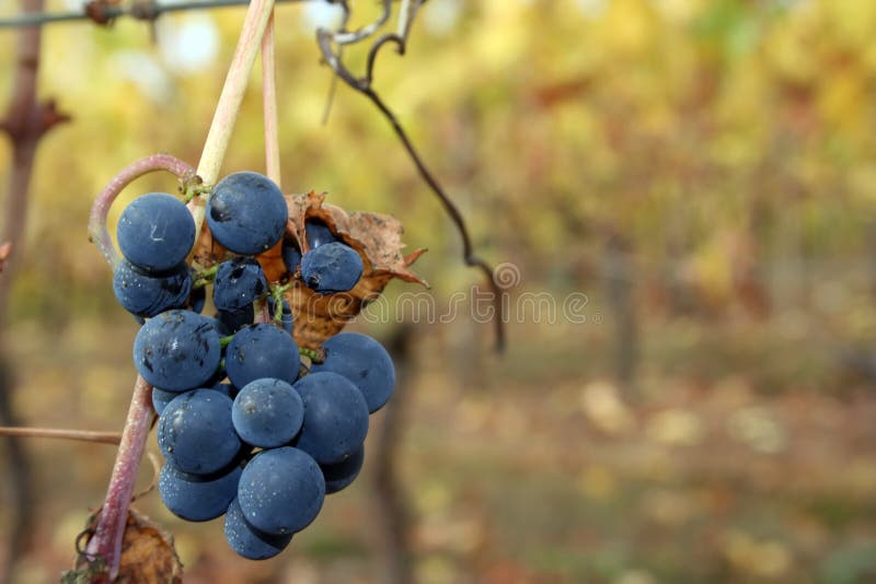 Small Grape Cluster After Harvest Picture. Image: 1391161