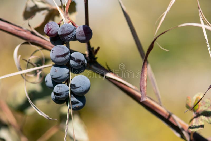 Small Grape Cluster stock photo. Image of healthy, purple - 208730840