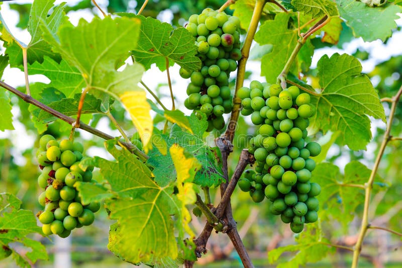Small Grape Cluster stock photo. Image of country, ripening - 50389862