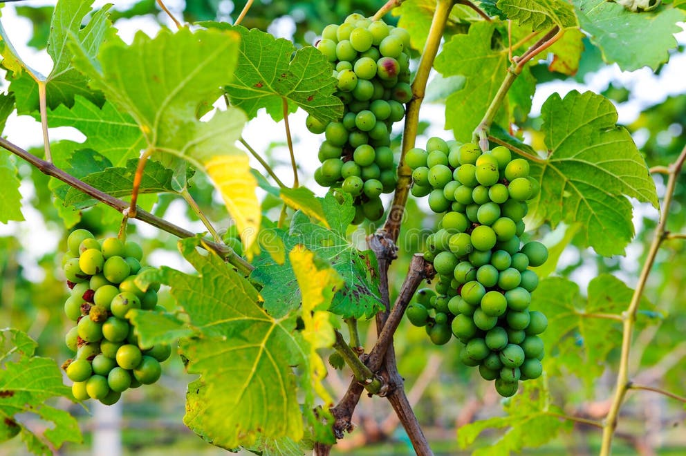 Small Grape Cluster stock photo. Image of country, ripening - 50389862