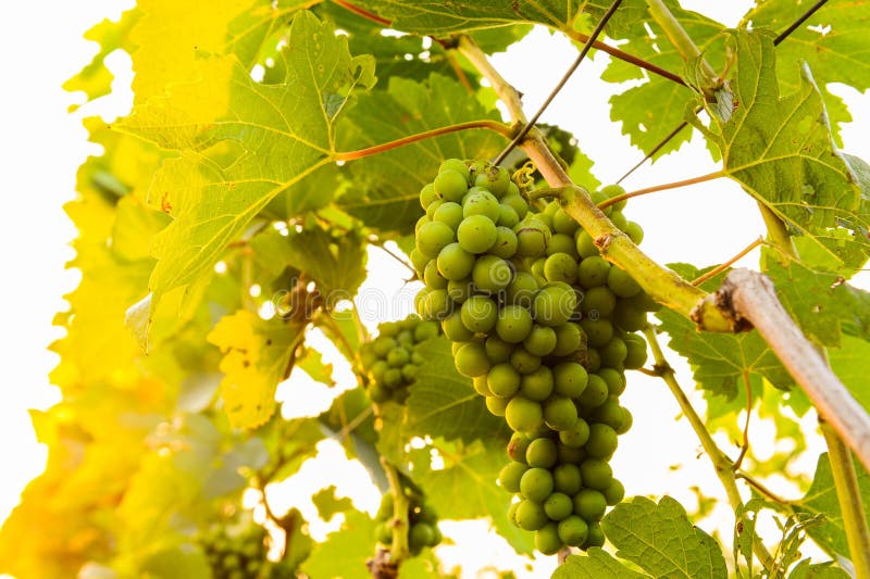 Small Grape Cluster stock image. Image of roof, green - 50389879