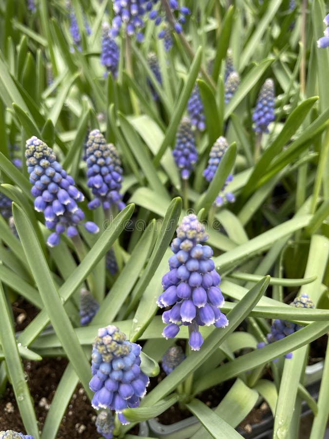 Small Grape Hyacinth Starting in Its Bloom Stock Photo - Image of plant ...