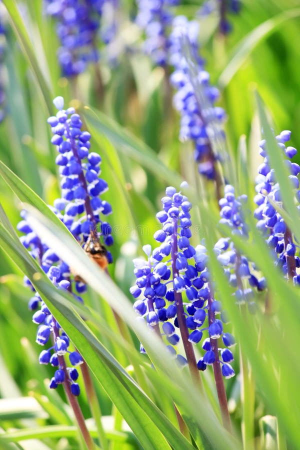 Grape Hyacinth stock photo. Image of bulb, garden, cast - 13996042
