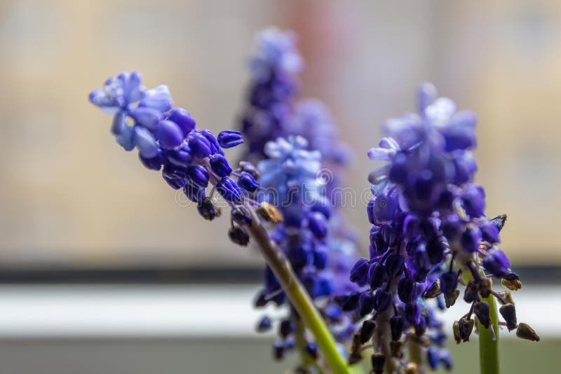 Small Grape Hyacinths Blooming by the Window Stock Image - Image of ...