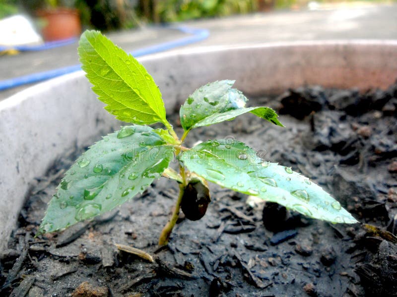 Small Grape Tree stock image. Image of fruit, bush, grape - 105031261
