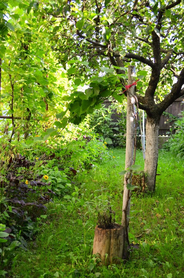 Small grape vine stock image. Image of food, field, post - 41997871