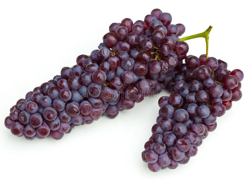 Grapes stock photo. Image of clean, beautiful, juicy, harvest - 5481082